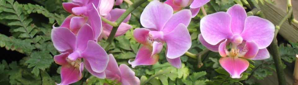 About us – Ruth Kriz, MSN, APRN